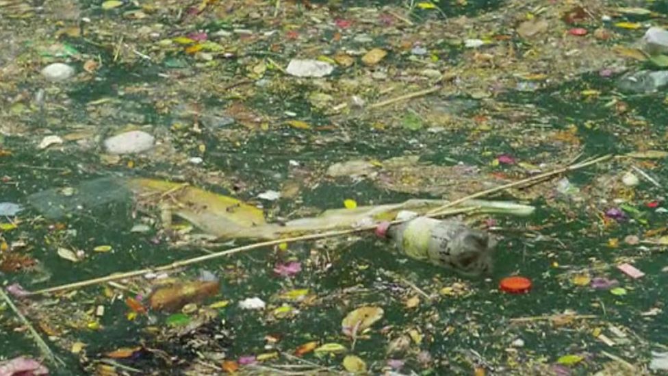 Mussels contaminated with plastic particles - BBC News