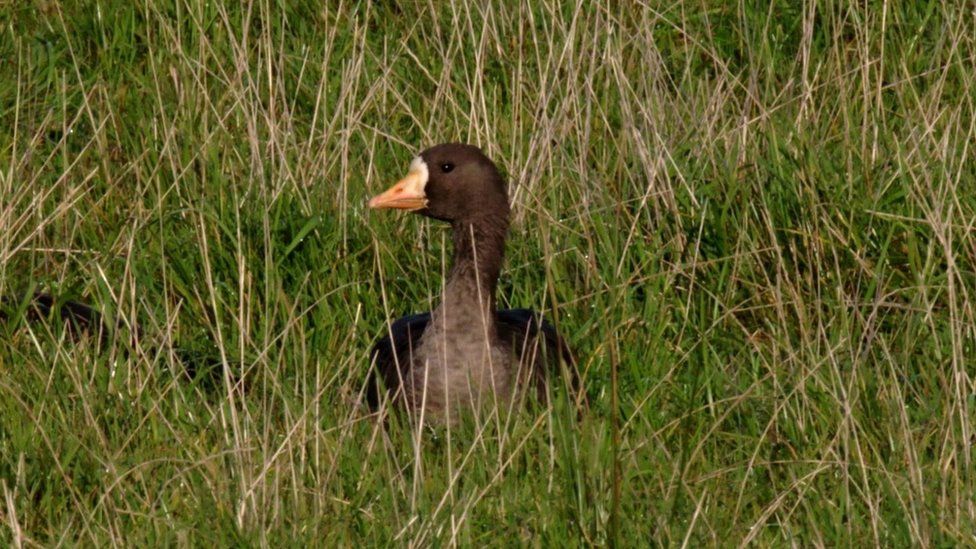 Dirgelion Afon Dyfi - BBC Cymru Fyw