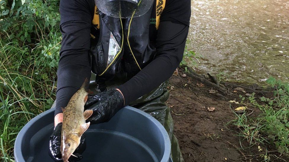 Record-breaking weight of fish reared at national farm - BBC News
