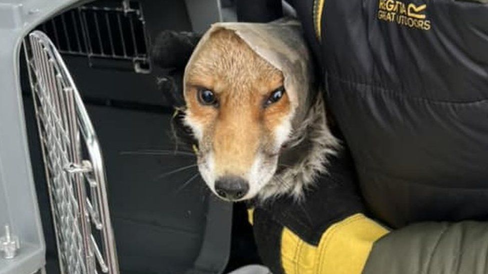 Gosport fox found with plastic around neck is released - BBC News