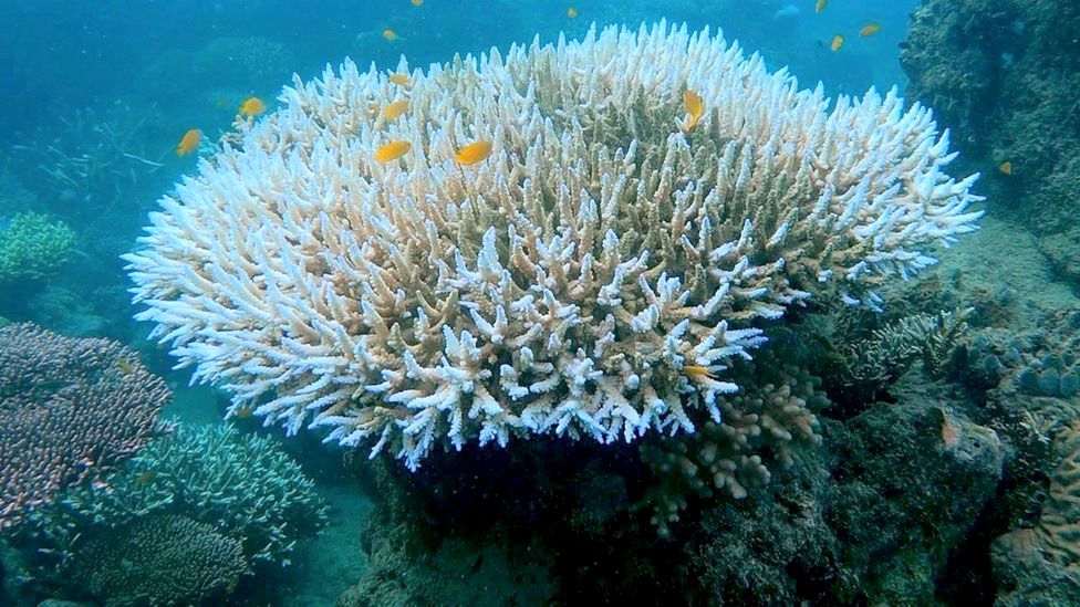 Fourth global mass coral bleaching confirmed - BBC Newsround
