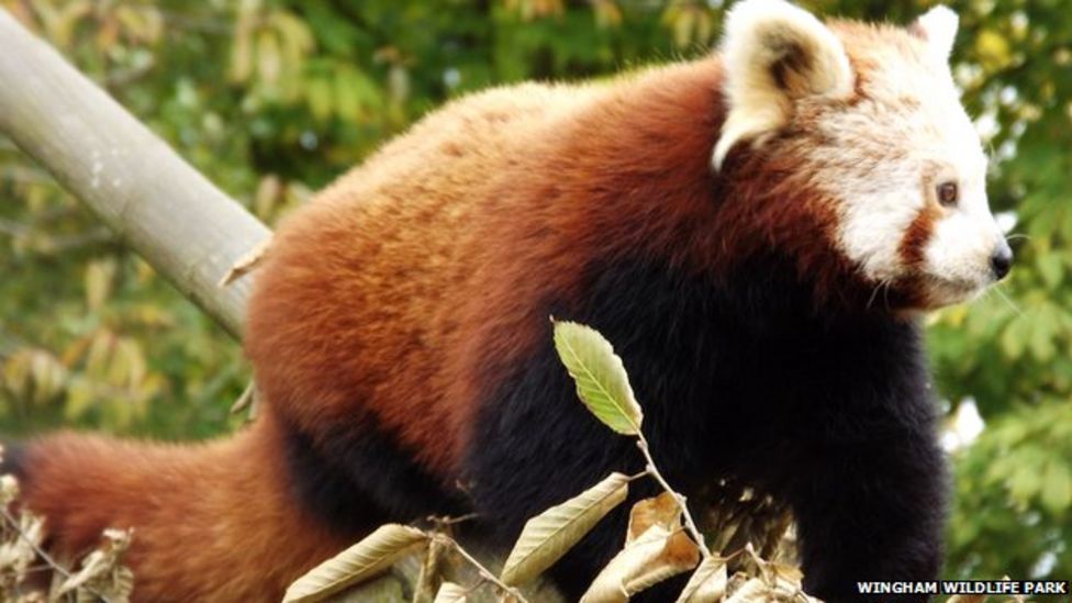 Red panda cubs born after unplanned pregnancy - BBC News