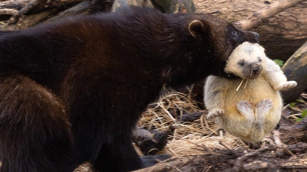 Wild Place in Bristol welcomes wolverine triplets - BBC News