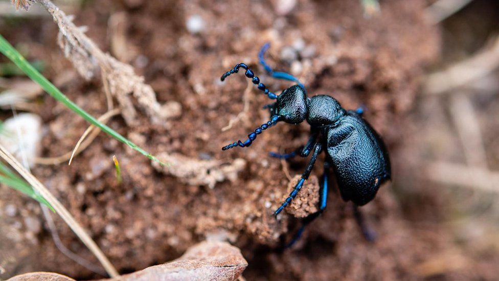 Rare black oil beetle returns to Kinver Edge heathland - BBC News