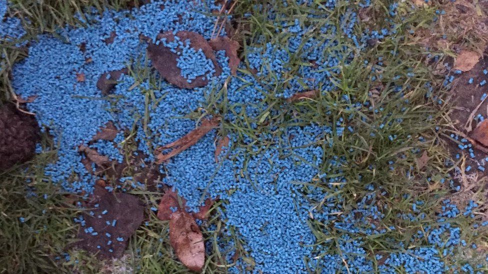 Scottish SPCA investigates two attempted poisonings - BBC News