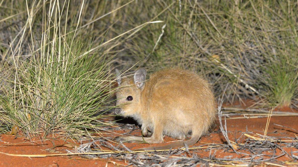 Australian cat-proof fence protects endangered species - BBC News