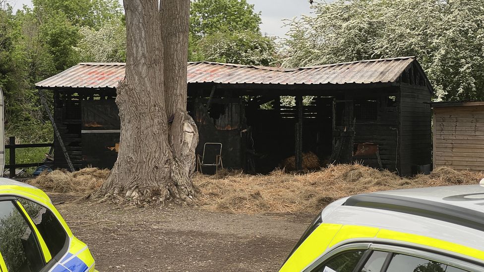 Datchet: Horse dies in suspected arson attack on barn - BBC News