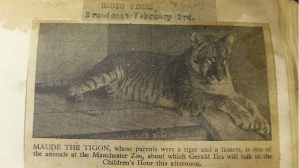 Manchester Museum displays tigon, lion and tiger cross-breed - BBC News