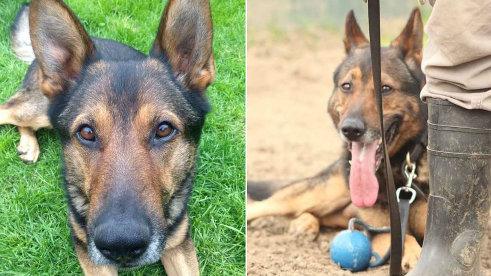 Finn's Law petition gets debate in Parliament - BBC News