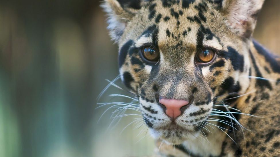 Amur leopards: Critically endangered cub takes its first steps outdoors ...
