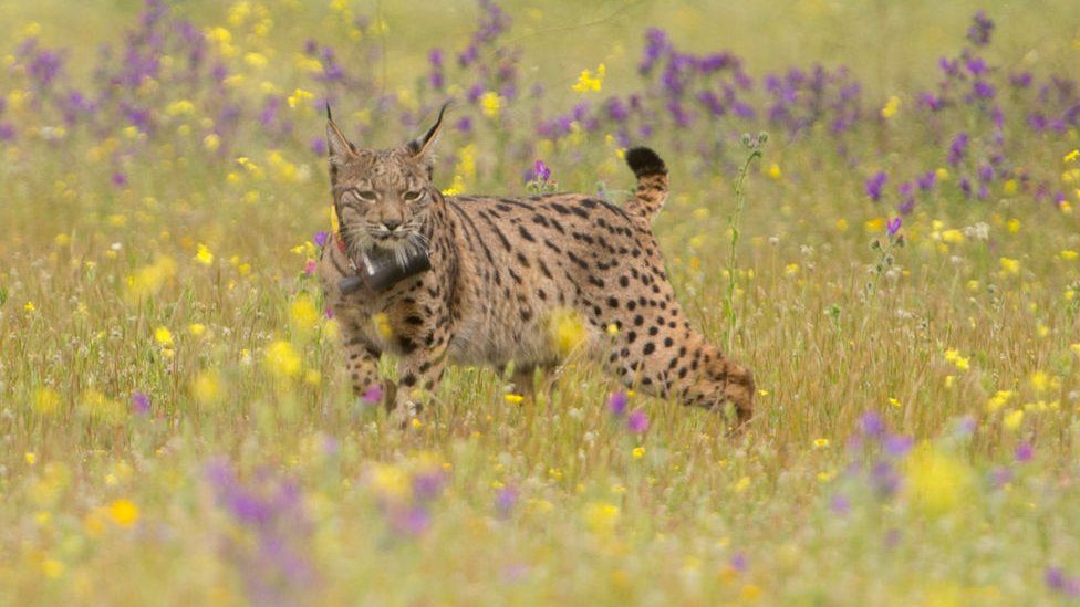 New cat species found in Spain that lived 15 million years ago - BBC ...