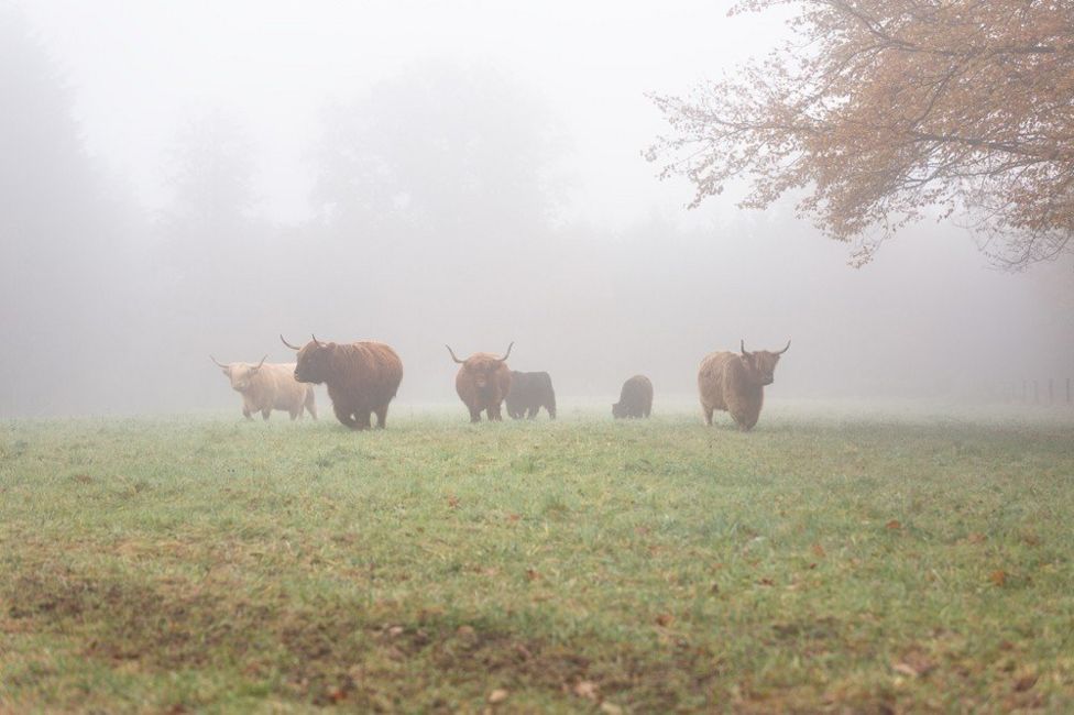 Your pictures on the theme of 'misty mornings' - BBC News