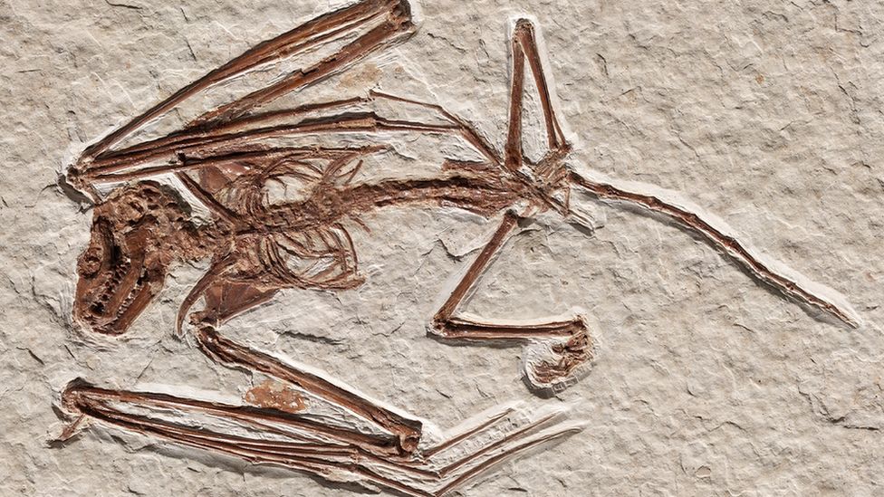 Ancient bones shine light on new bat species - BBC Newsround