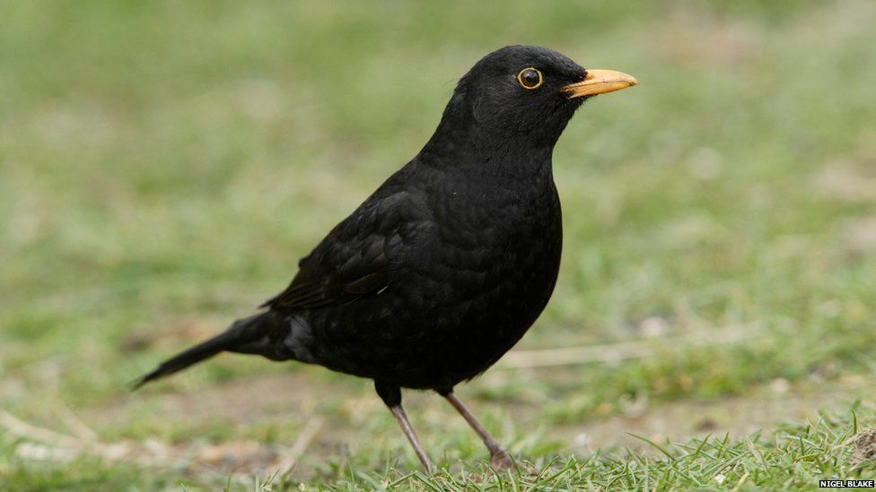 Pictures: Britain's top ten most common birds - BBC Newsround