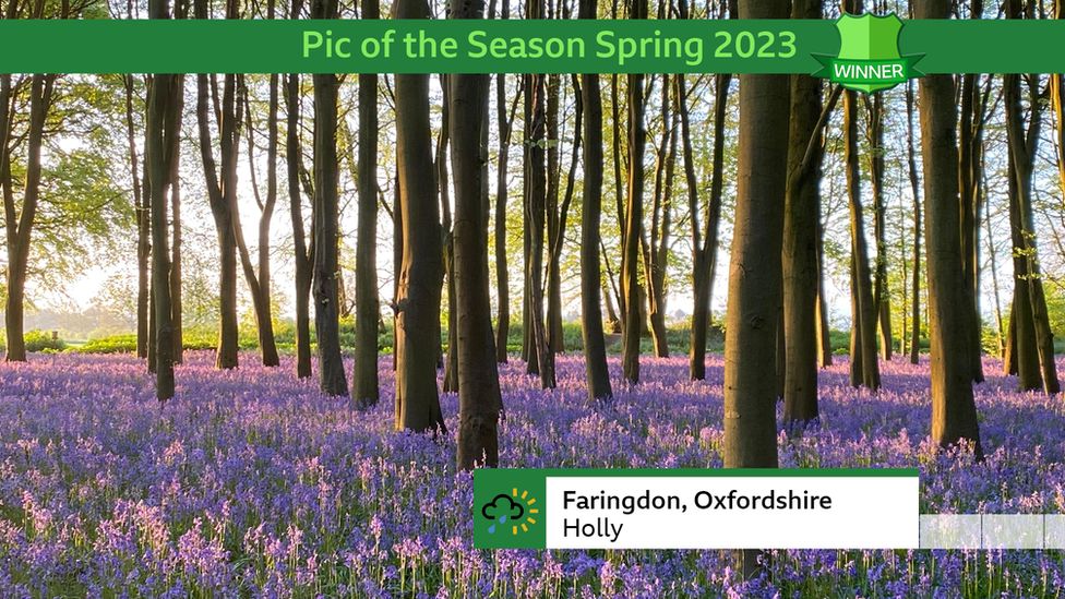 Bluebells at Badbury wins Pic of the Season - BBC Weather