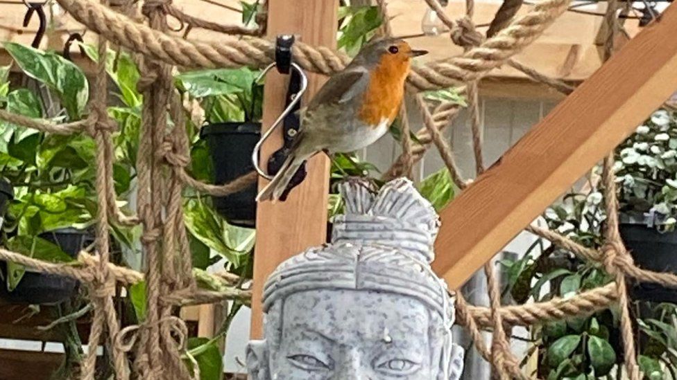 Robin visits Meadow Croft Garden Centre to sing to customers every day ...