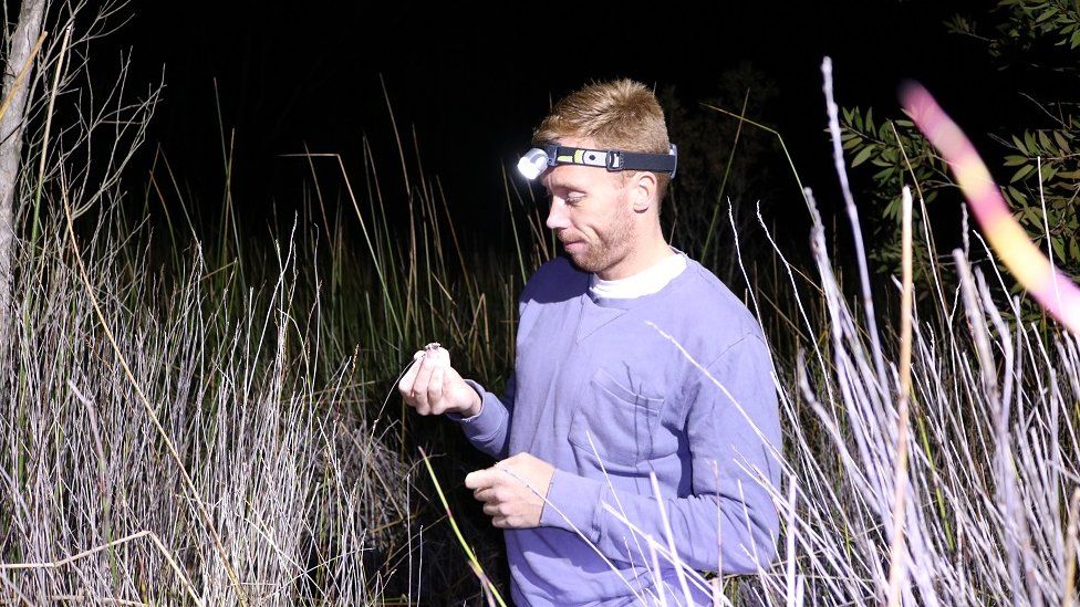 'Flasher' frog found hidden in Australian swamp - BBC News