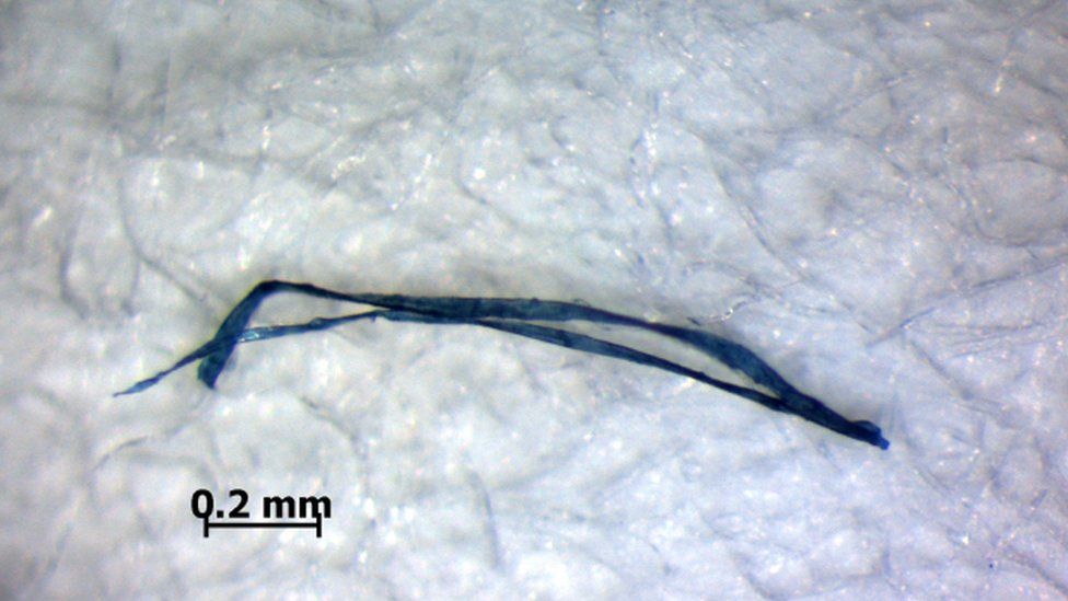 Microplastic found in Rockall Trough deep sea creatures - BBC News