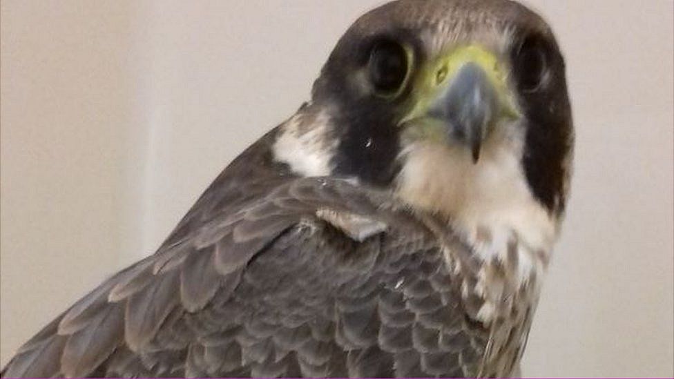 Endangered peregrine falcon shot in Devon, RSPB say - BBC News