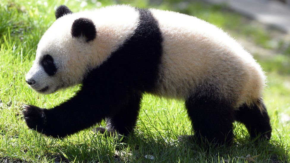 National Panda Day: Here's five cool things about them - BBC Newsround National Panda Day: Here's five cool things about them - BBC Newsround