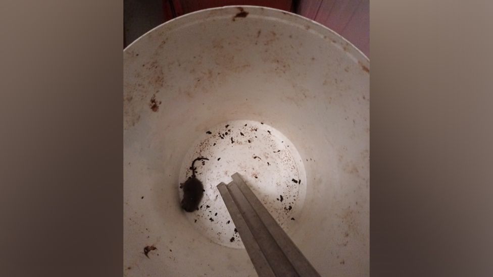 Rat-infested Knowsley bakery owners banned over food safety - BBC News