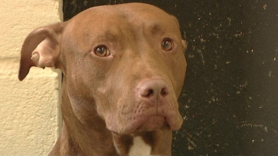 Death row dog kennel to be investigated over treatment of animals - BBC ...