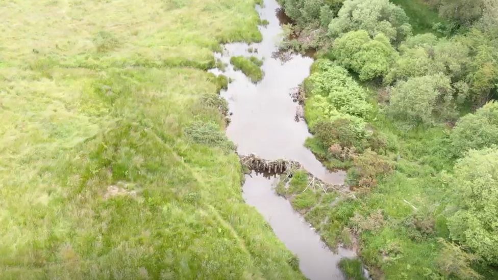 First beaver born in Northumberland for 400 years - BBC News