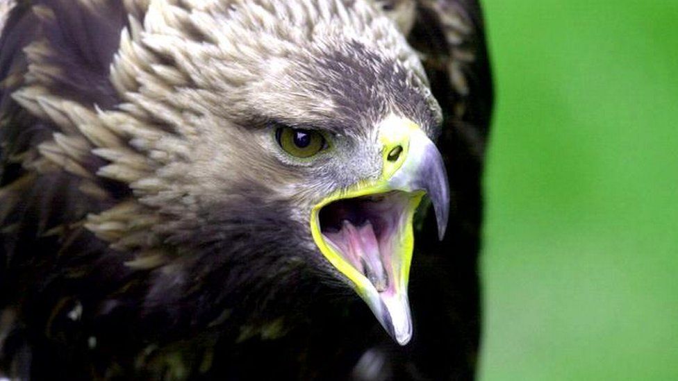 Eighth tagged eagle 'disappears' in Monadhliaths, says RSPB - BBC News