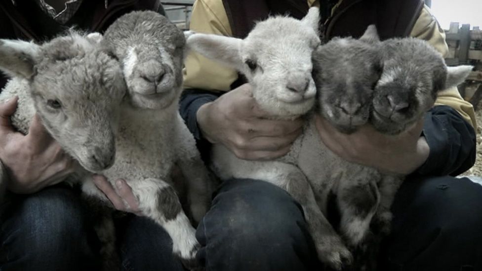 Twin lambs born on farm during service celebrating lambing - BBC News