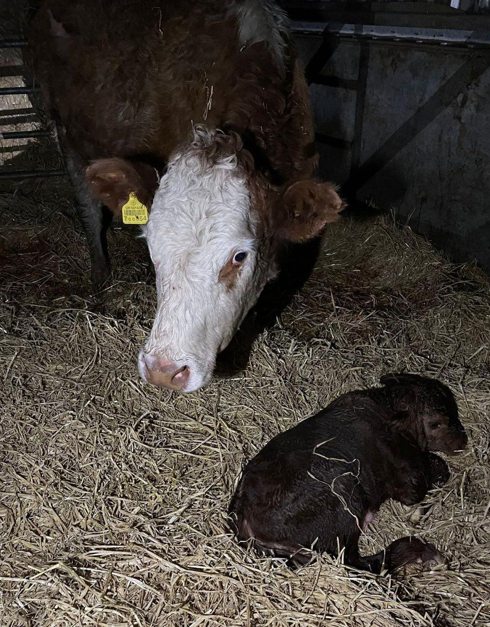 Pregnant cow rescued after falling down embankment on Skye - BBC News