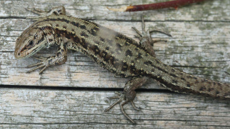 Common lizards found at Rutland Water for first time in 15 years - BBC News