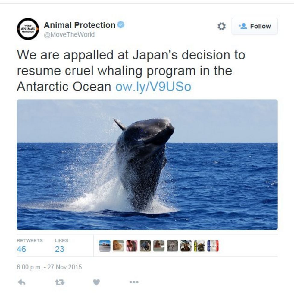 Japan to resume whaling in Antarctic despite court ruling - BBC News