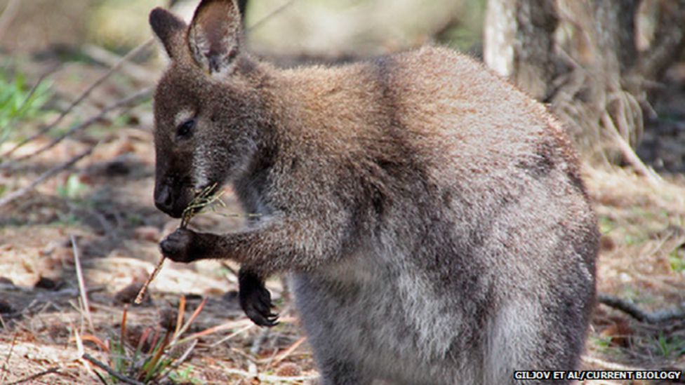 Most kangaroos are 'left-handed' - BBC News