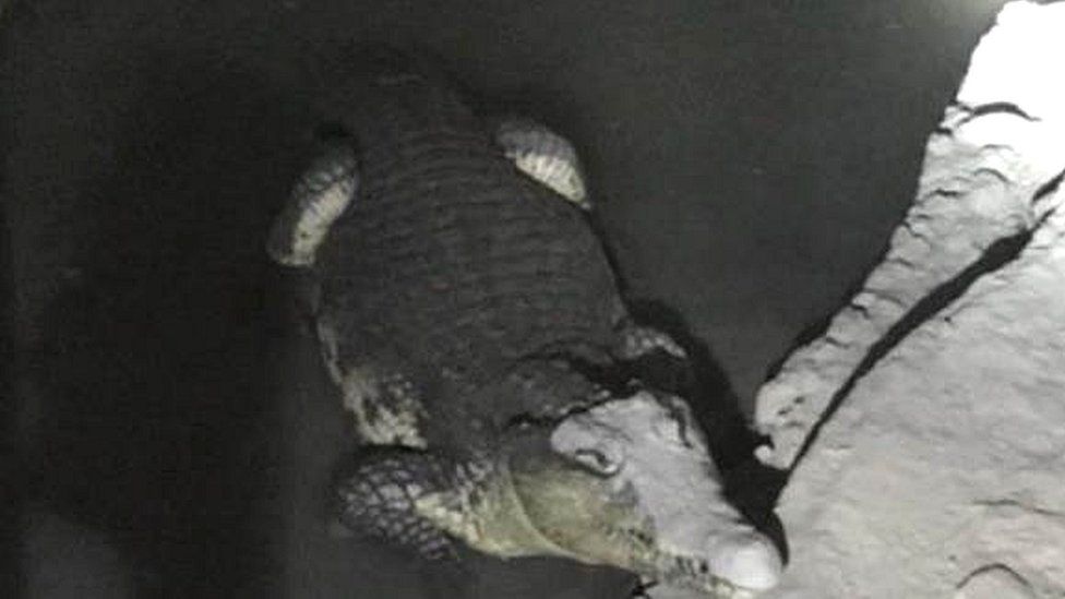 50 crocodiles seized at Heathrow airport - BBC News