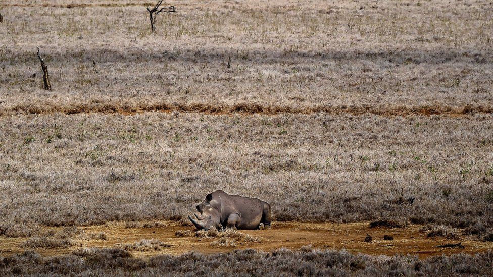 Animals census: Why is Kenya counting ALL of its animals? - BBC Newsround