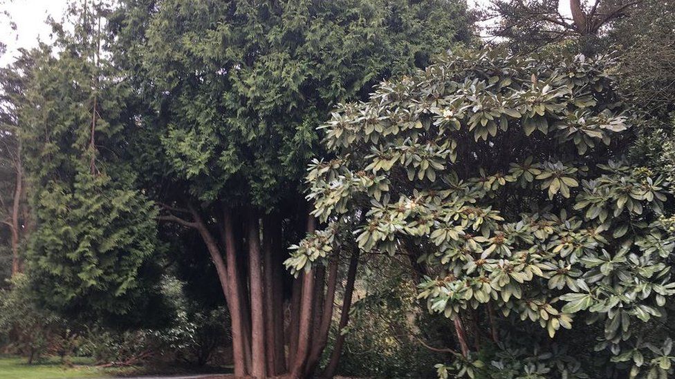 Castlewellan garden receives international award - BBC News