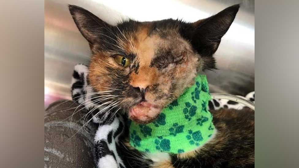 'Miracle' Luton cat run over by bus looking for new home - BBC News