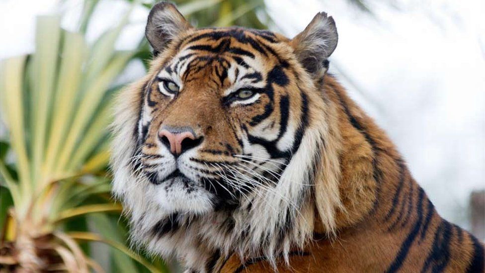 Edinburgh Zoo 'saddened' as Sumatran tiger Jambi dies aged 16 - BBC News