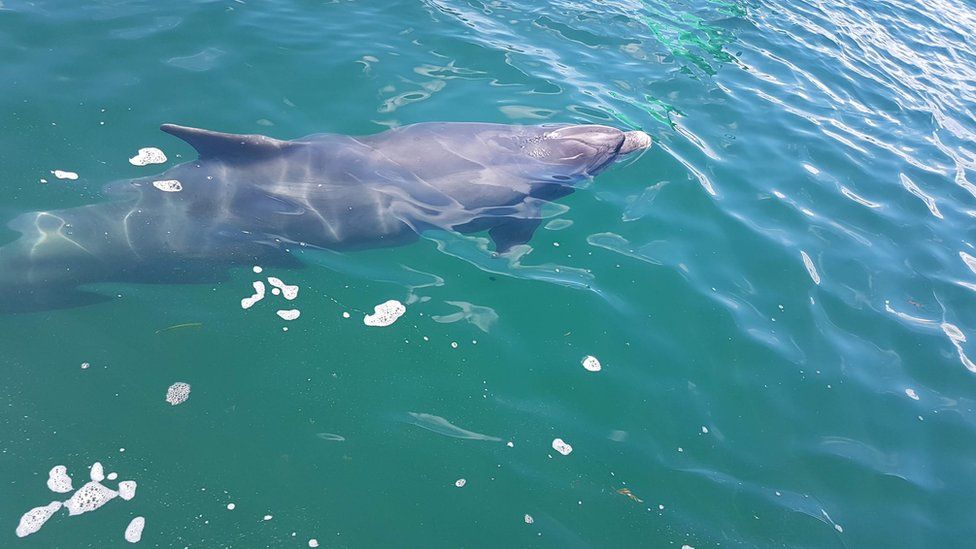 Fungie: The missing dolphin who became an Irish star - BBC News