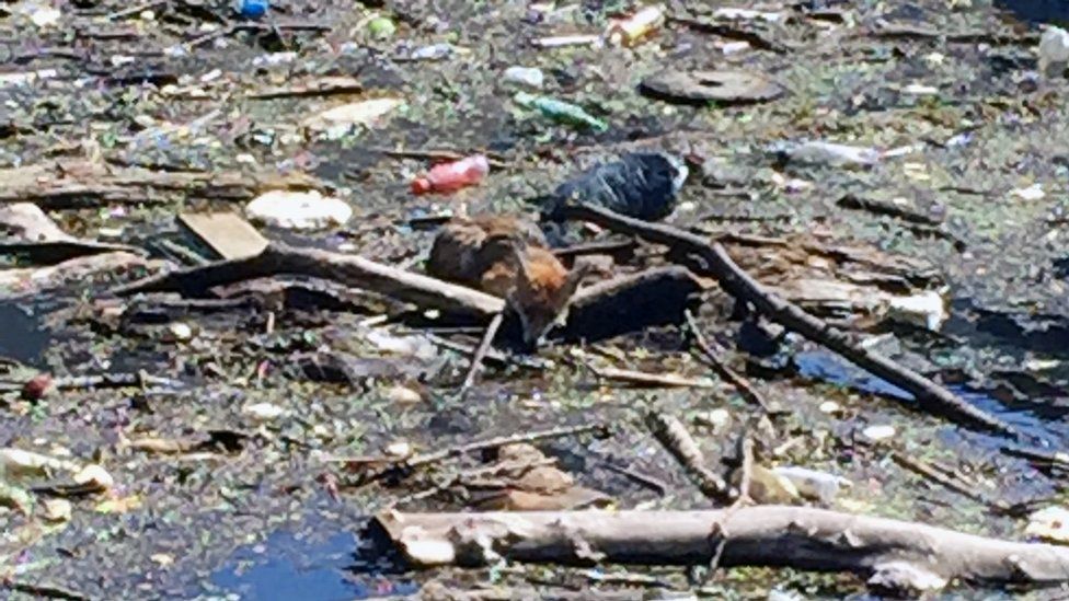 Stranded fox rescued from waste-strewn Water of Leith - BBC News