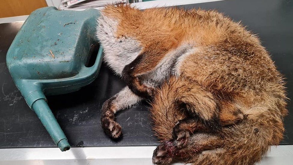 Brief battle at Grays vets as fox freed from watering can - BBC News