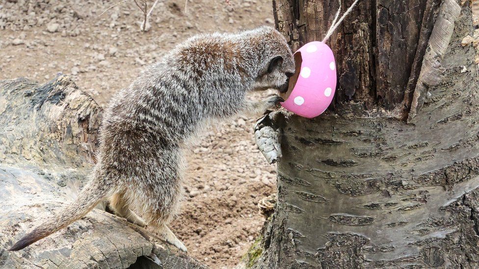 Easter: Animals at London Zoo have an egg-cellent Easter egg hunt - BBC ...