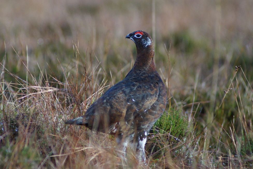 Your pictures of Scotland - BBC News
