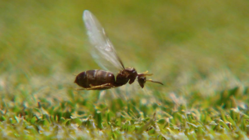 Flying ants take to the skies above Cambridge in annual event - BBC News