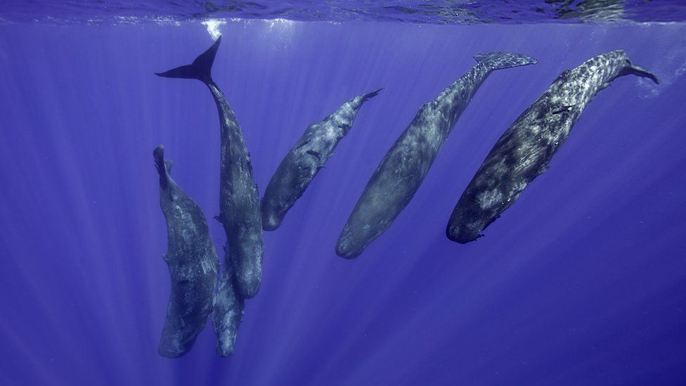 'Wonderful net' of blood vessels helps keep whales safe - BBC Newsround