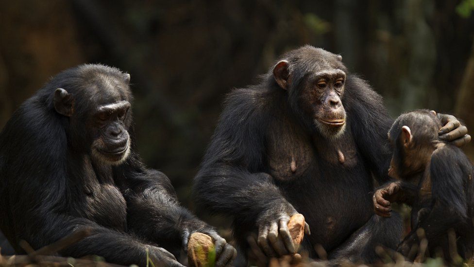 Chimpanzees make friends like humans do - BBC Newsround
