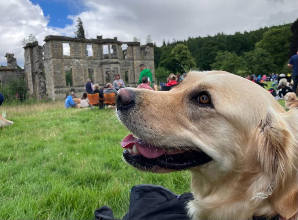 Hundreds of golden retrievers gather in Highlands - BBC News