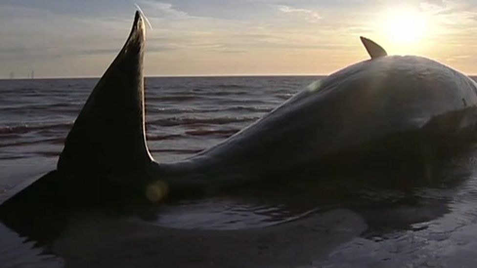 Ballymacormick Point: Dead whale washes up on County Down coast - BBC News