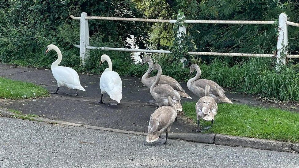 Bishop's Waltham Swan Patrol helps cygnets cross road - BBC News