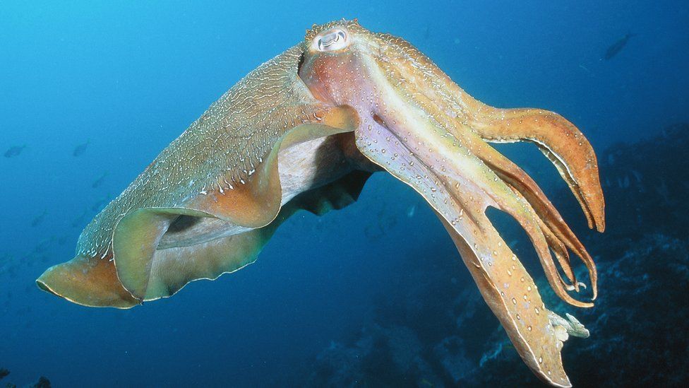 Aging cuttlefish can remember what they had for dinner last week - BBC ...